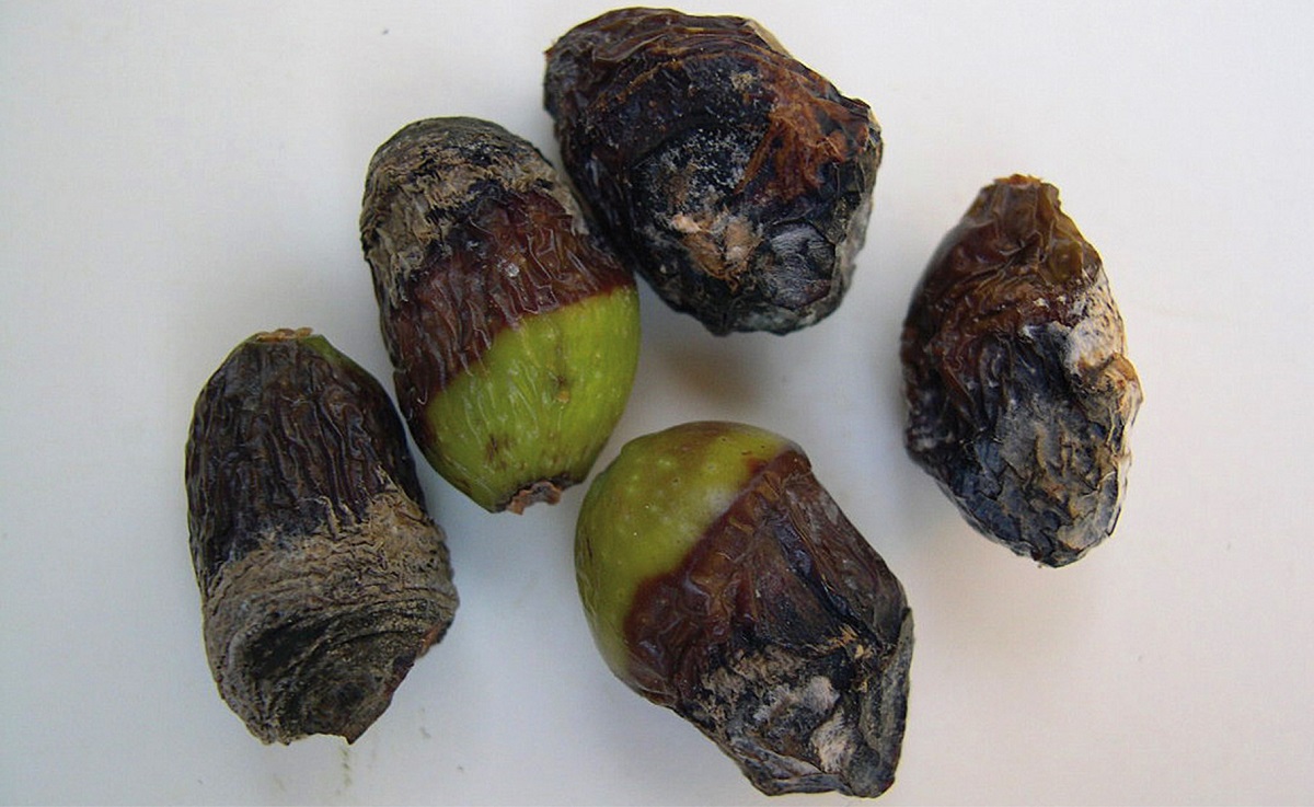 Lebbra, occhio di pavone e rogna. Olivi al sicuro con Serenade Aso