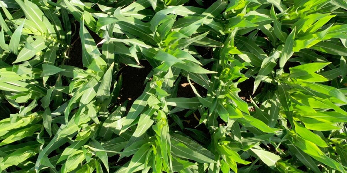 Preceon Smart Corn System