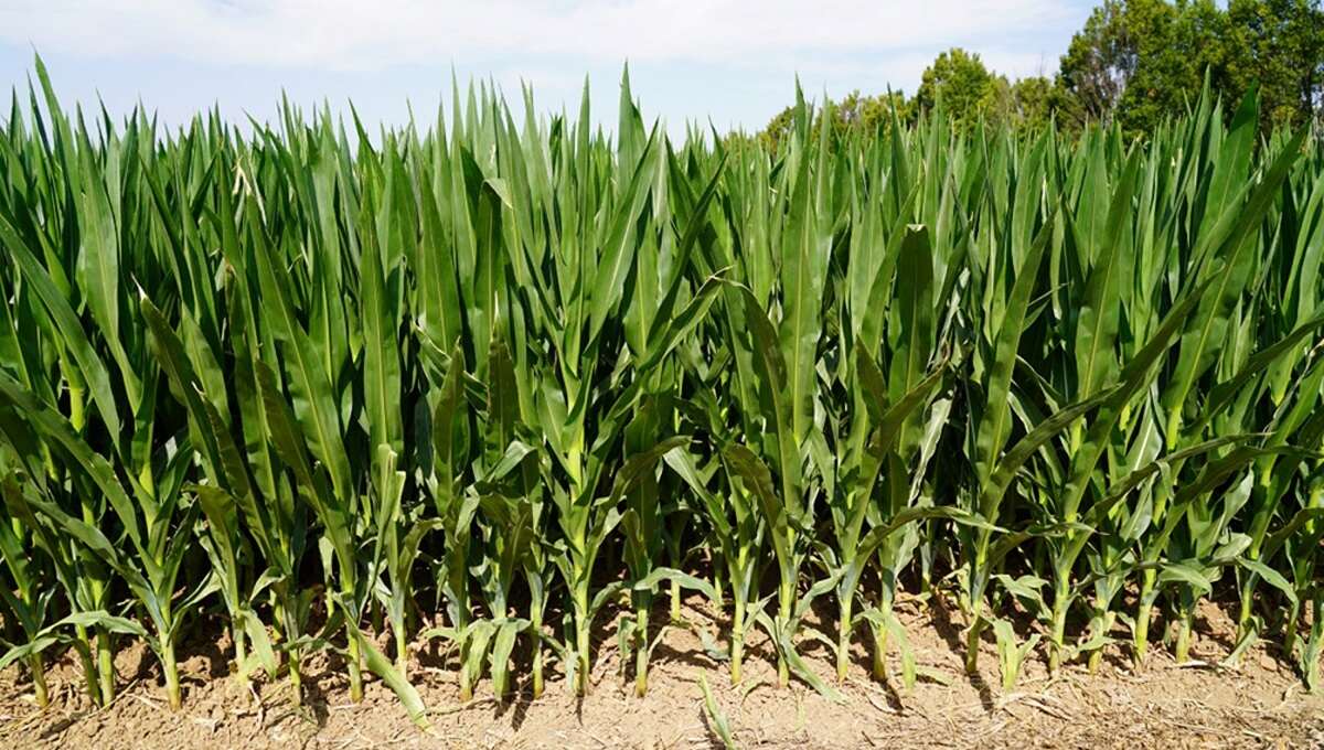 Preceon Smart Corn System