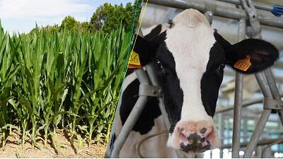 Preceon Smart Corn System