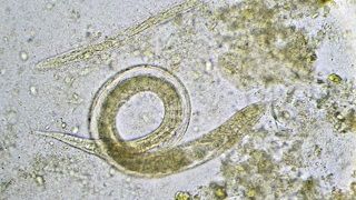 Difesa integrata da nematodi