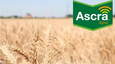 Ascra Xpro l'innovazione di Bayer per il futuro dei cereali