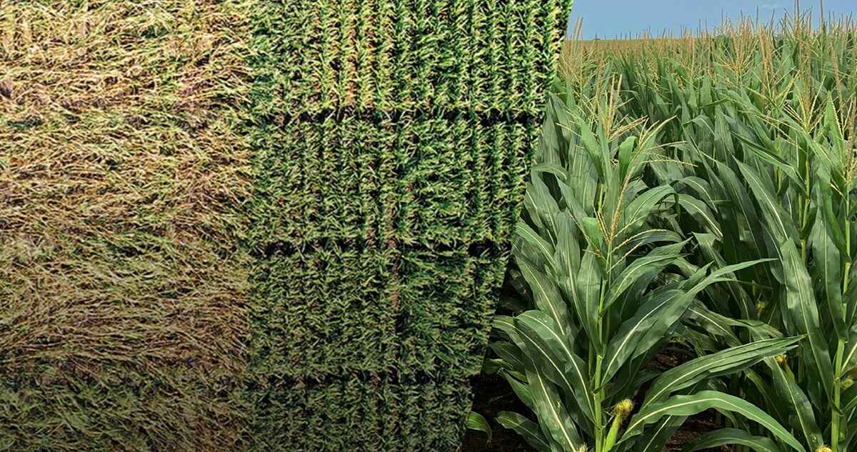 Preceon - Smart Corn System