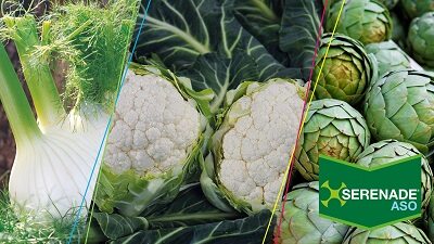 Ortaggi invernali: ci pensa Serenade Aso