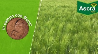 Ascra Xpro: prova in campo su orzo