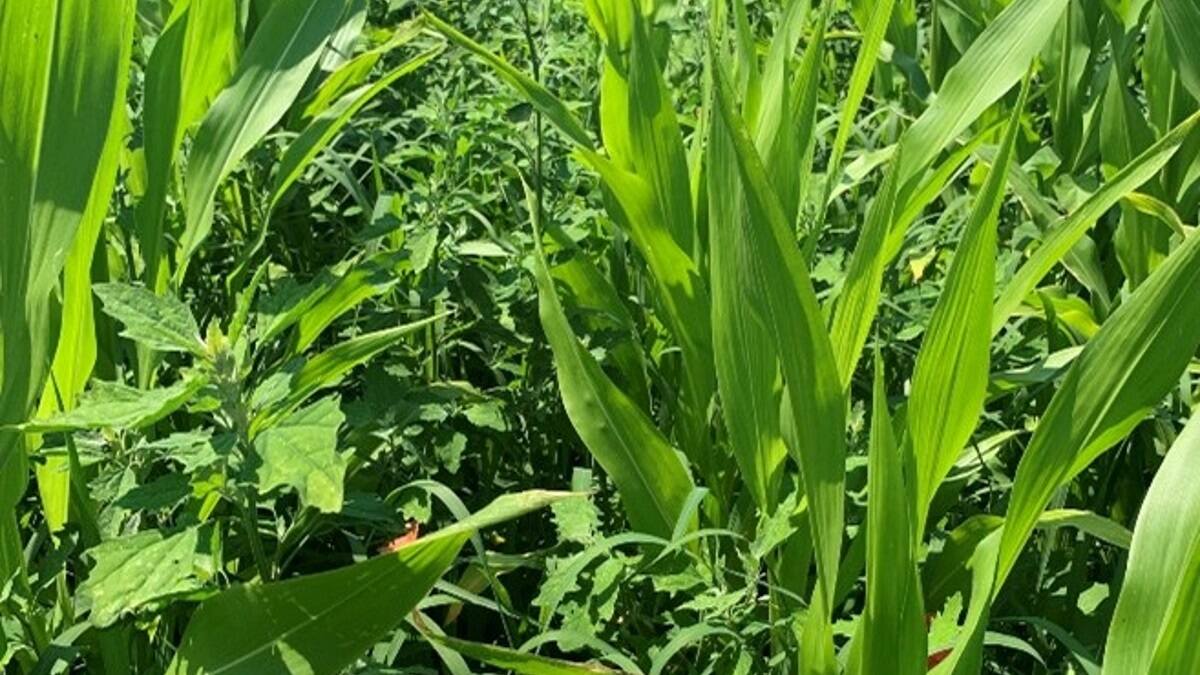 Prova in campo su Mais con Capreno