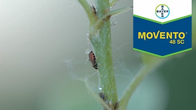 Bayer Crop Science | Pero, la psilla è ko se il prodotto è efficace e ...