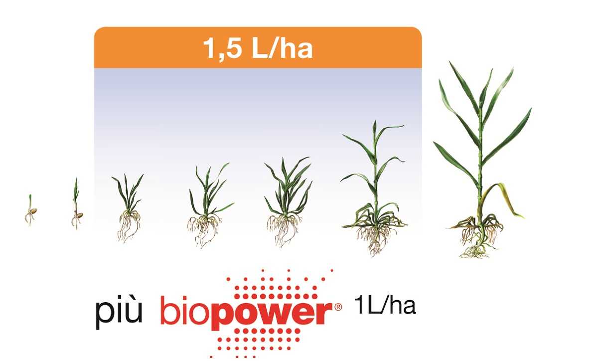 Atlantis Pro - Erbicidi | Bayer Crop Science