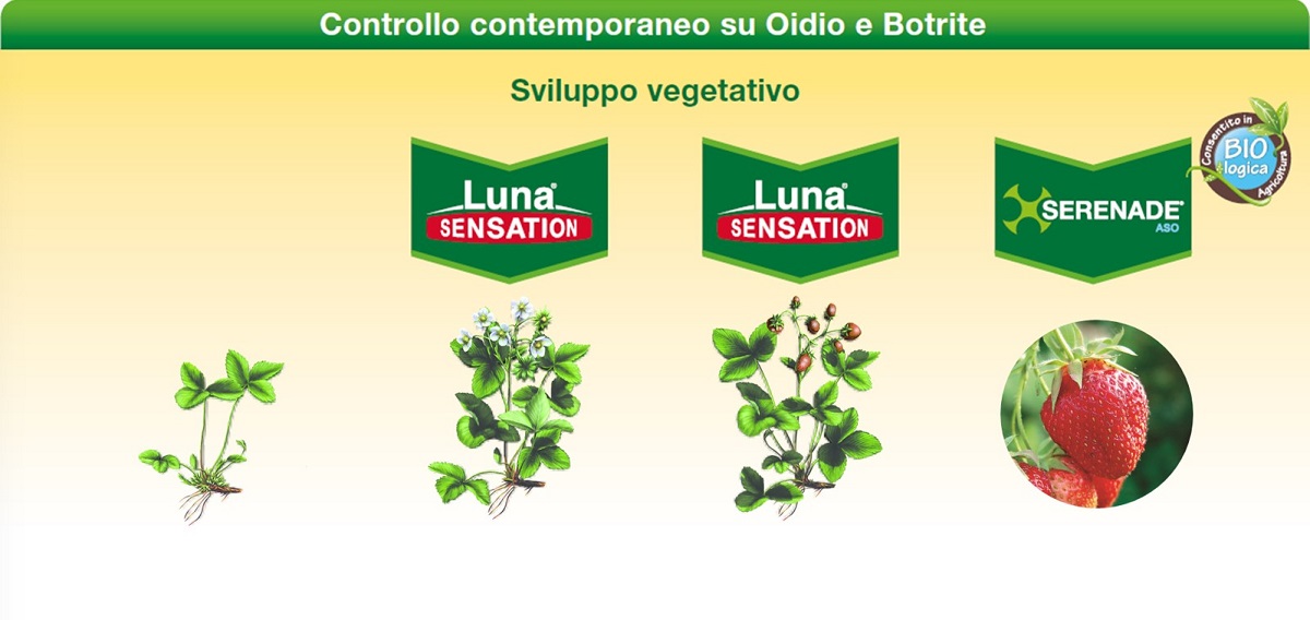 Luna Sensation - Fungicidi | Bayer Crop Science