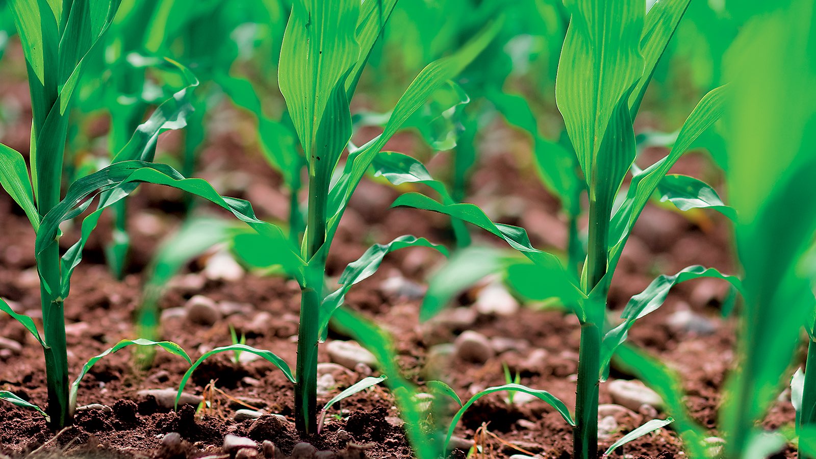 Merlin Platinum Xtra - Erbicidi | Bayer Crop Science