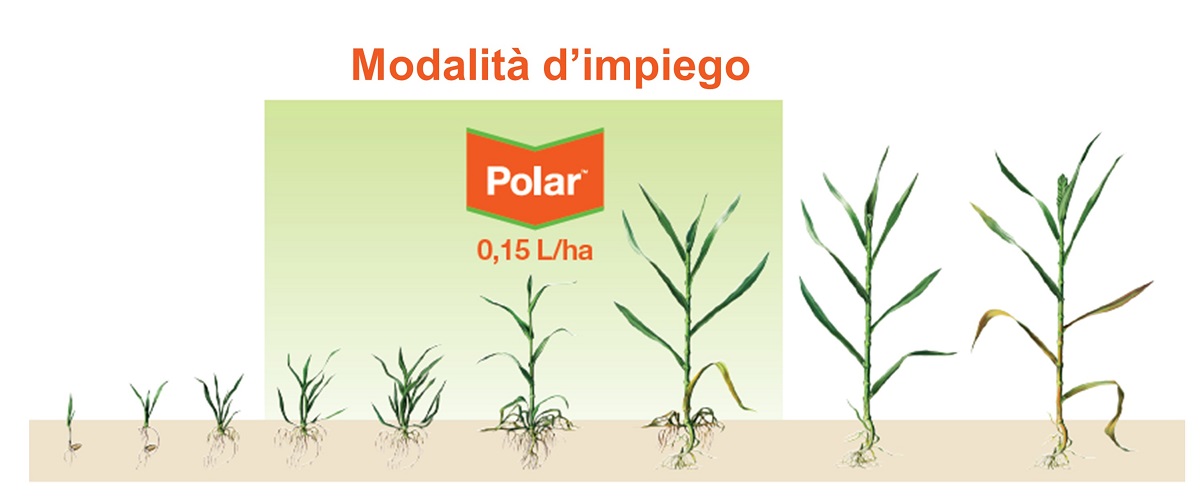 Polar - Erbicida di Post-Emergenza Selettivo per i Cereali