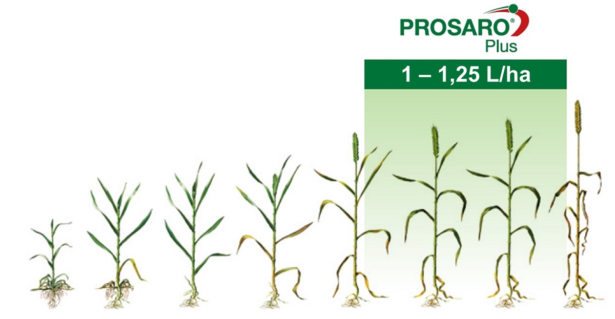 Prosaro Plus - Fungicidi | Bayer Crop Science