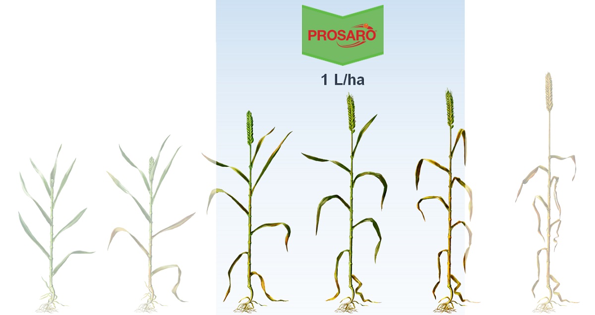 Prosaro è il fungicida per il controllo delle malattie della spiga di ...