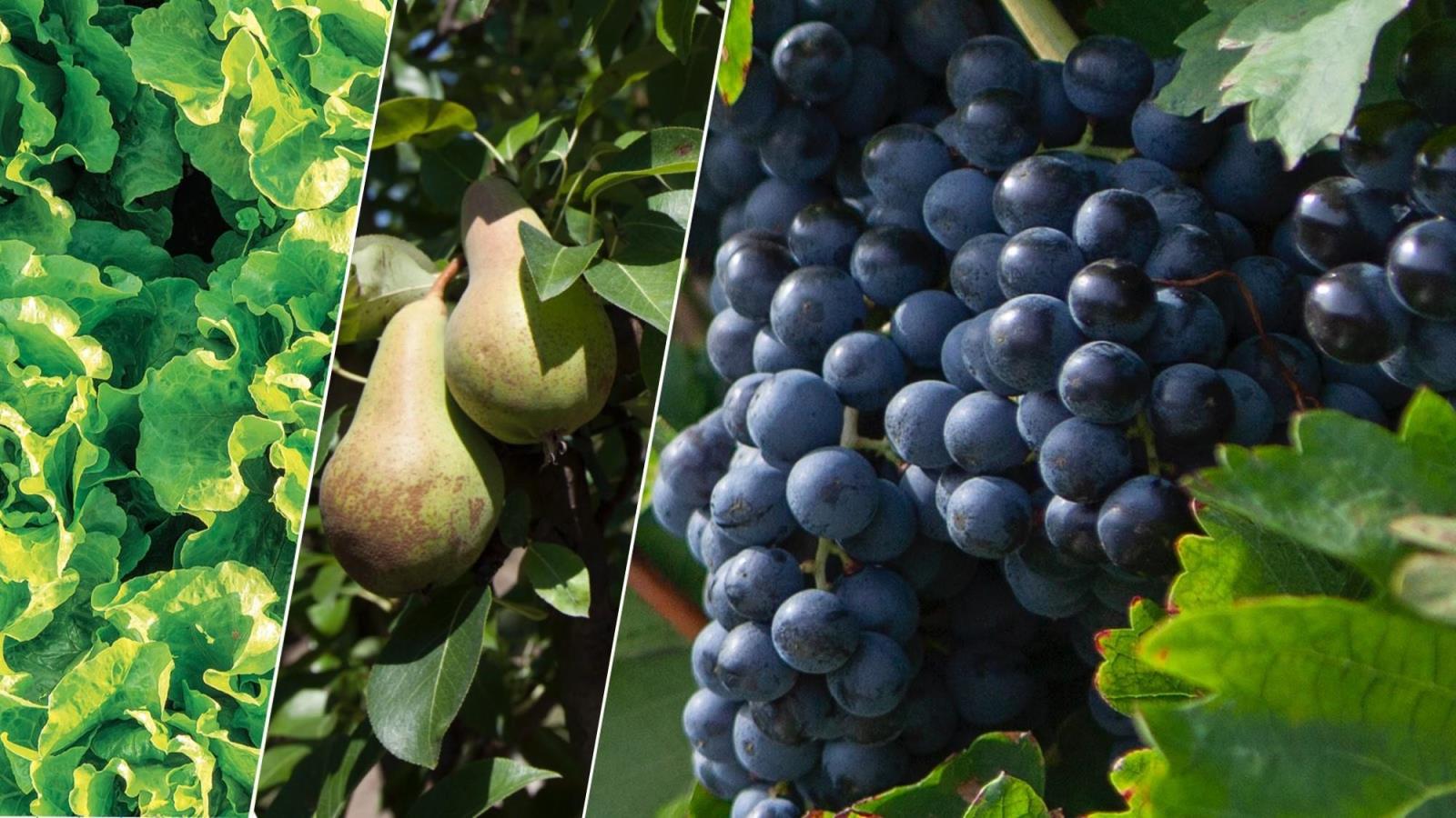 Serenade Aso - Fungicidi | Bayer Crop Science