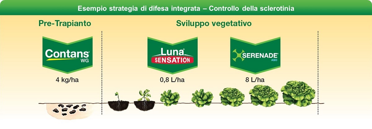 Serenade Aso - Fungicidi | Bayer Crop Science