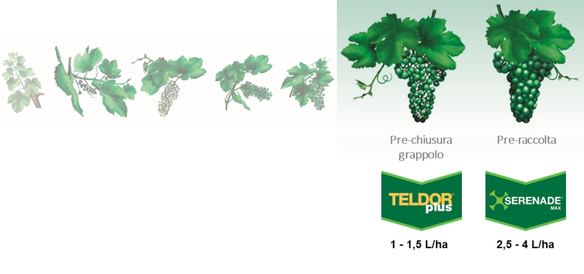 Teldor Plus è il fungicida antibotritico per vite da vino e da tavola ...